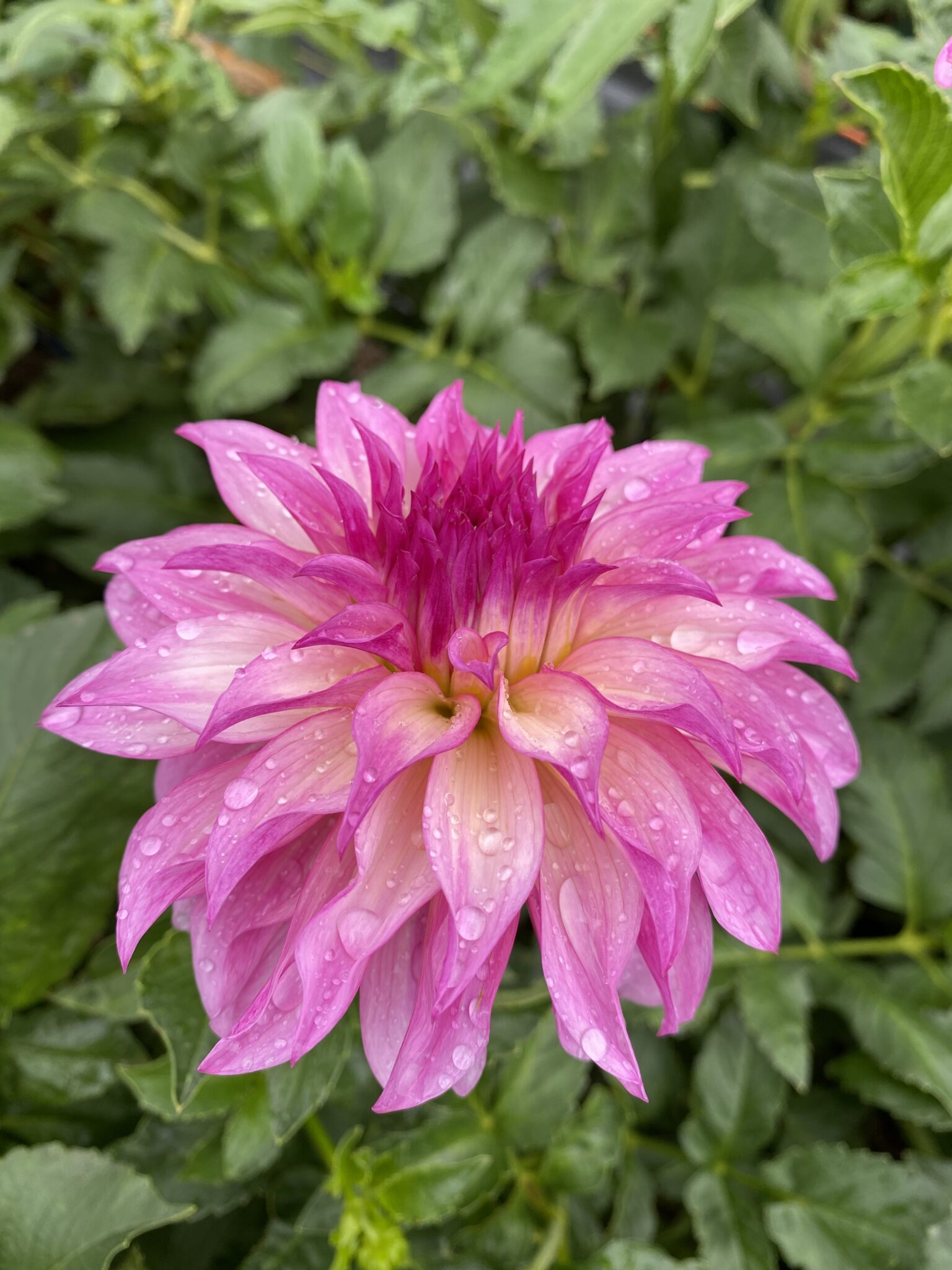 Colorado Classic – Kaeli's Dahlias