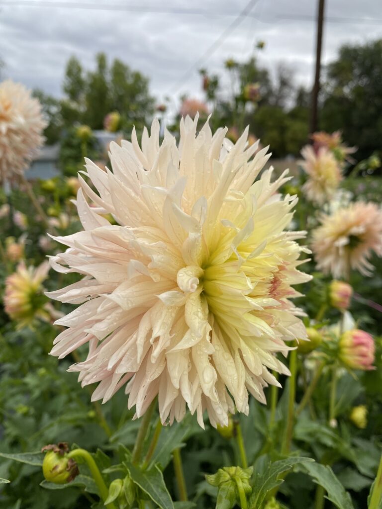 Hapet Champagne – Kaeli's Dahlias