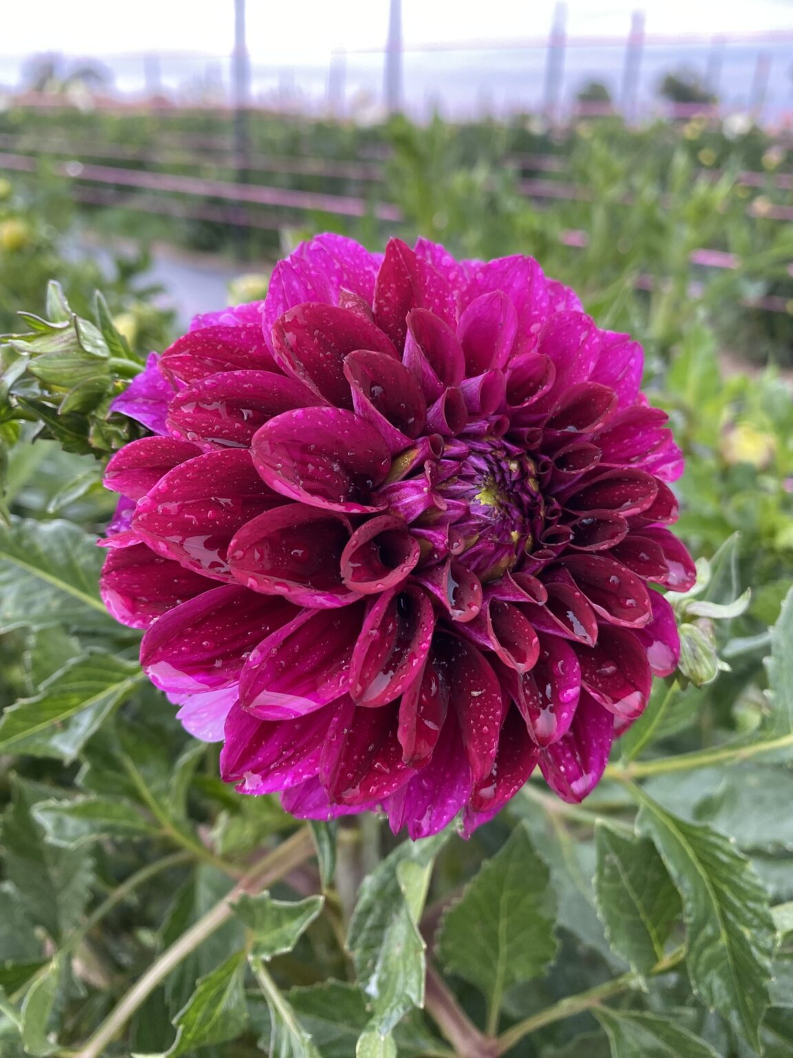 Purple Joy – Kaeli's Dahlias